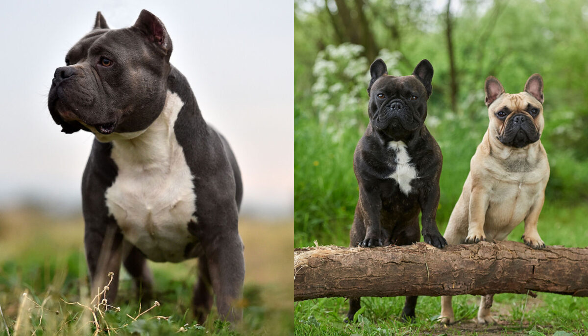 Most Frequently Asked Question About American XL Bullies | Safe?
