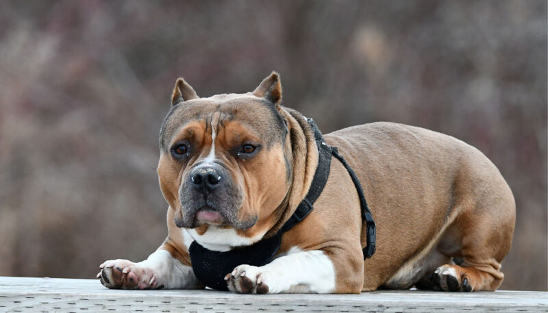 What is the American Bully Kennel Club | Javi’s Bullies