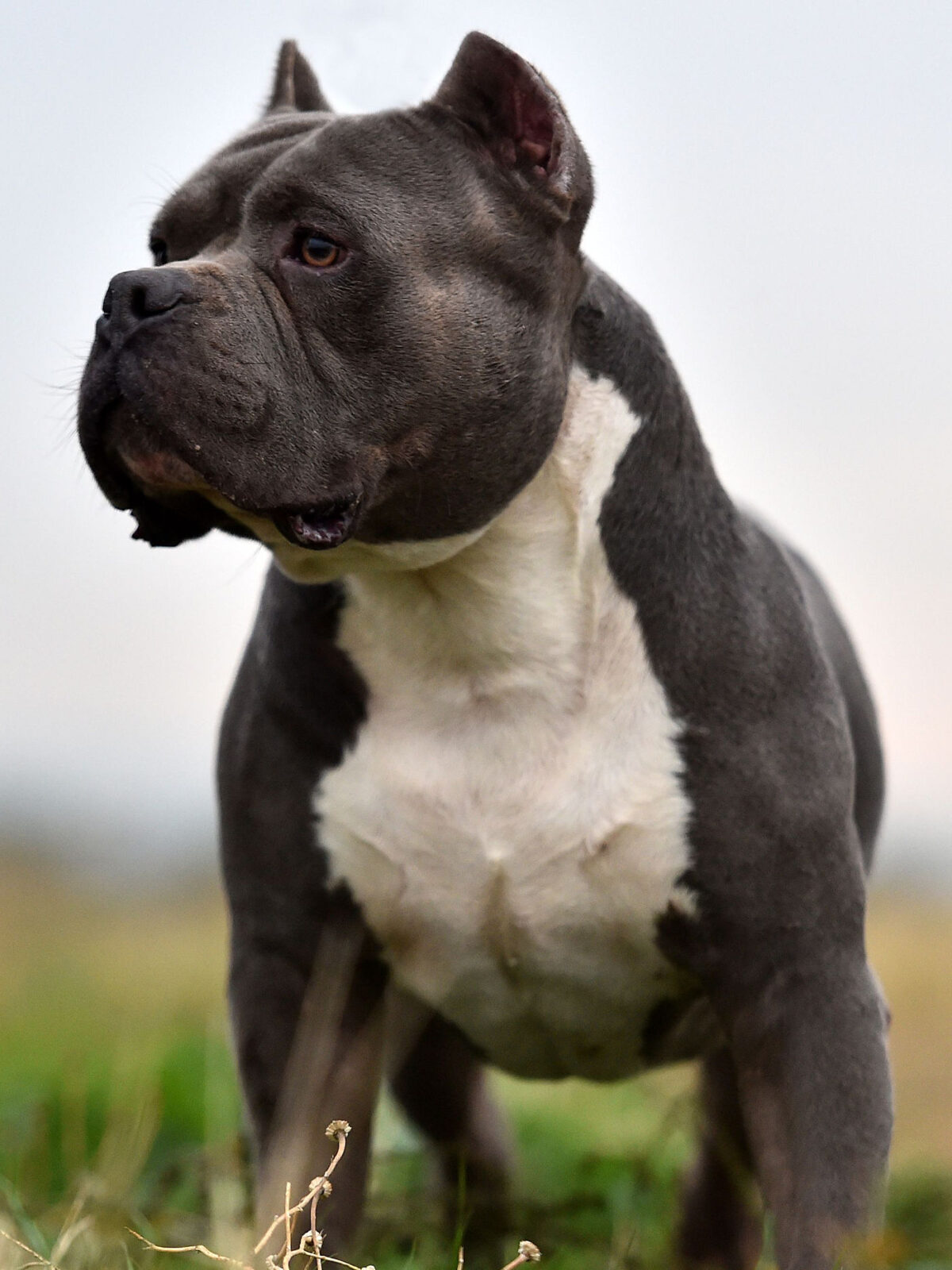 ABKC Recognition History: American XL Bully Colors | Javi’s Bullies